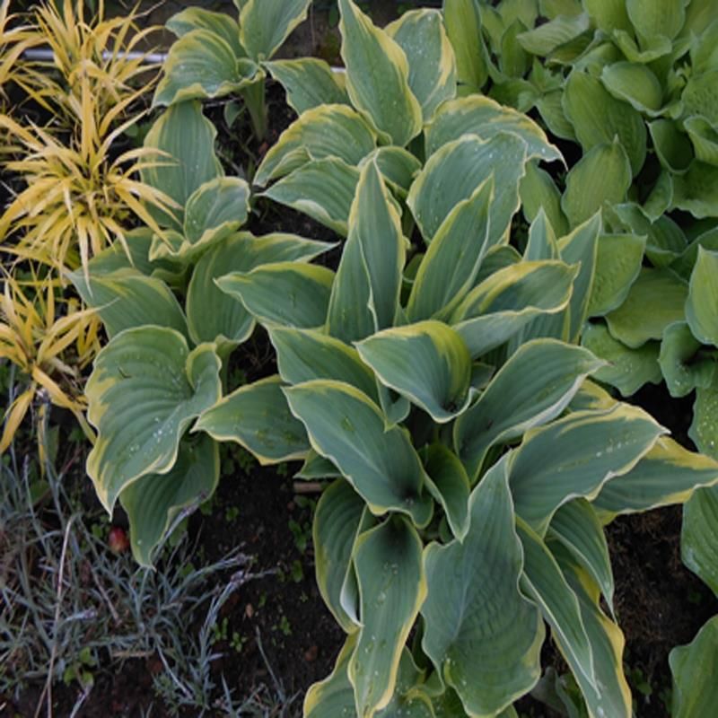 Funkia Hosta Regal Splendor Sadzonka - Ceny i opinie - Ceneo.pl
