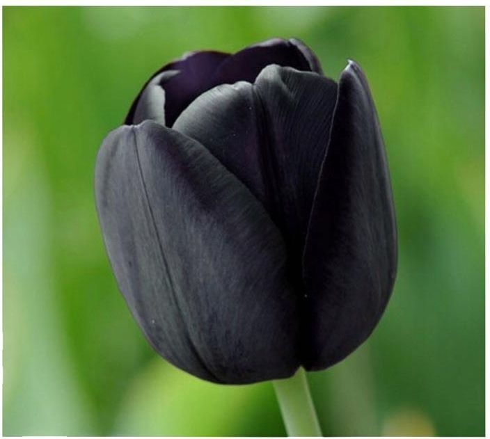 Tulipan Czarny Queen Of Night 5 Ceb. Xxl - Ceny i opinie - Ceneo.pl