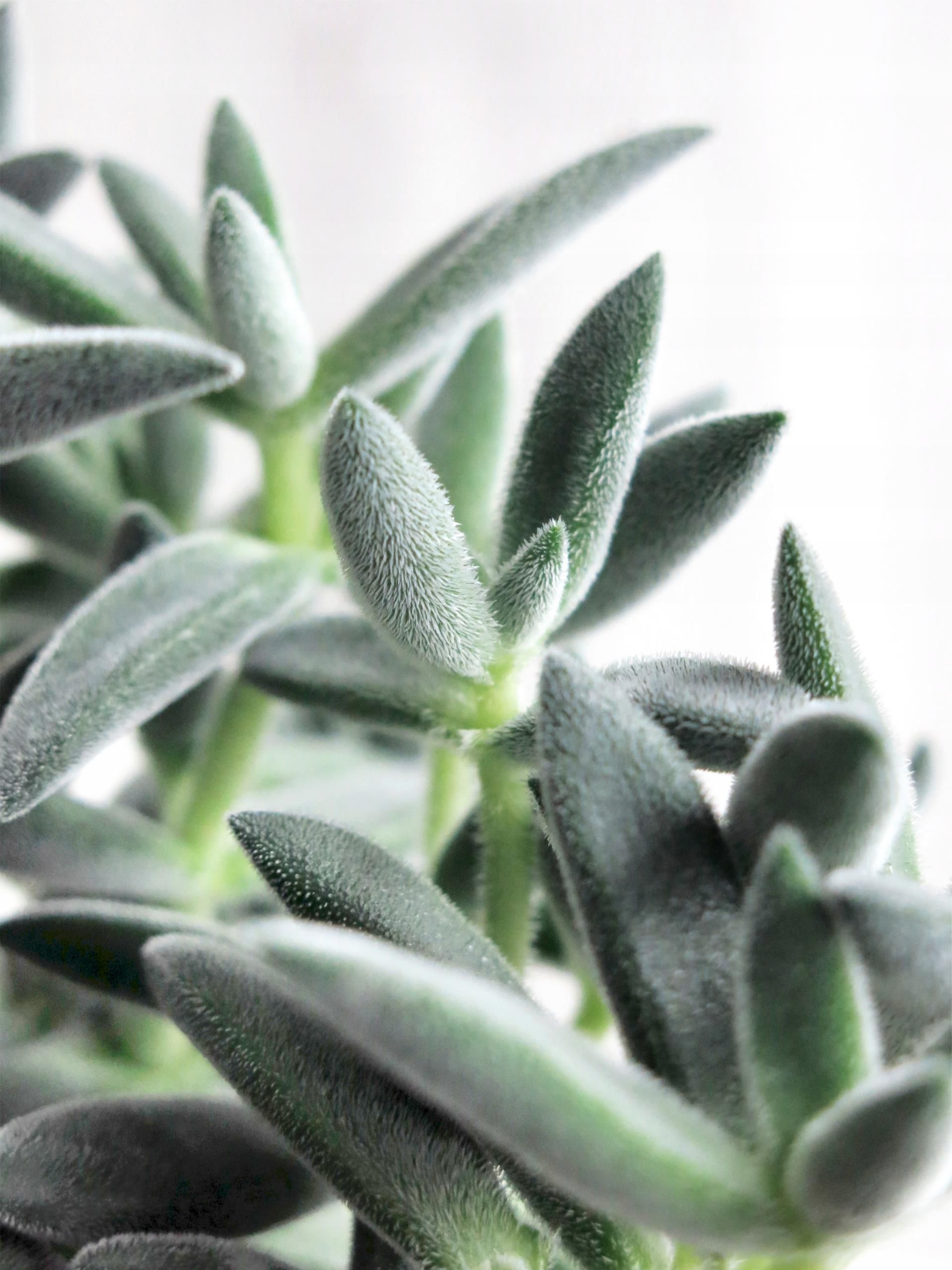 Crassula Tarantula Grubosz Ø10,5cm - Ceny i opinie - Ceneo.pl