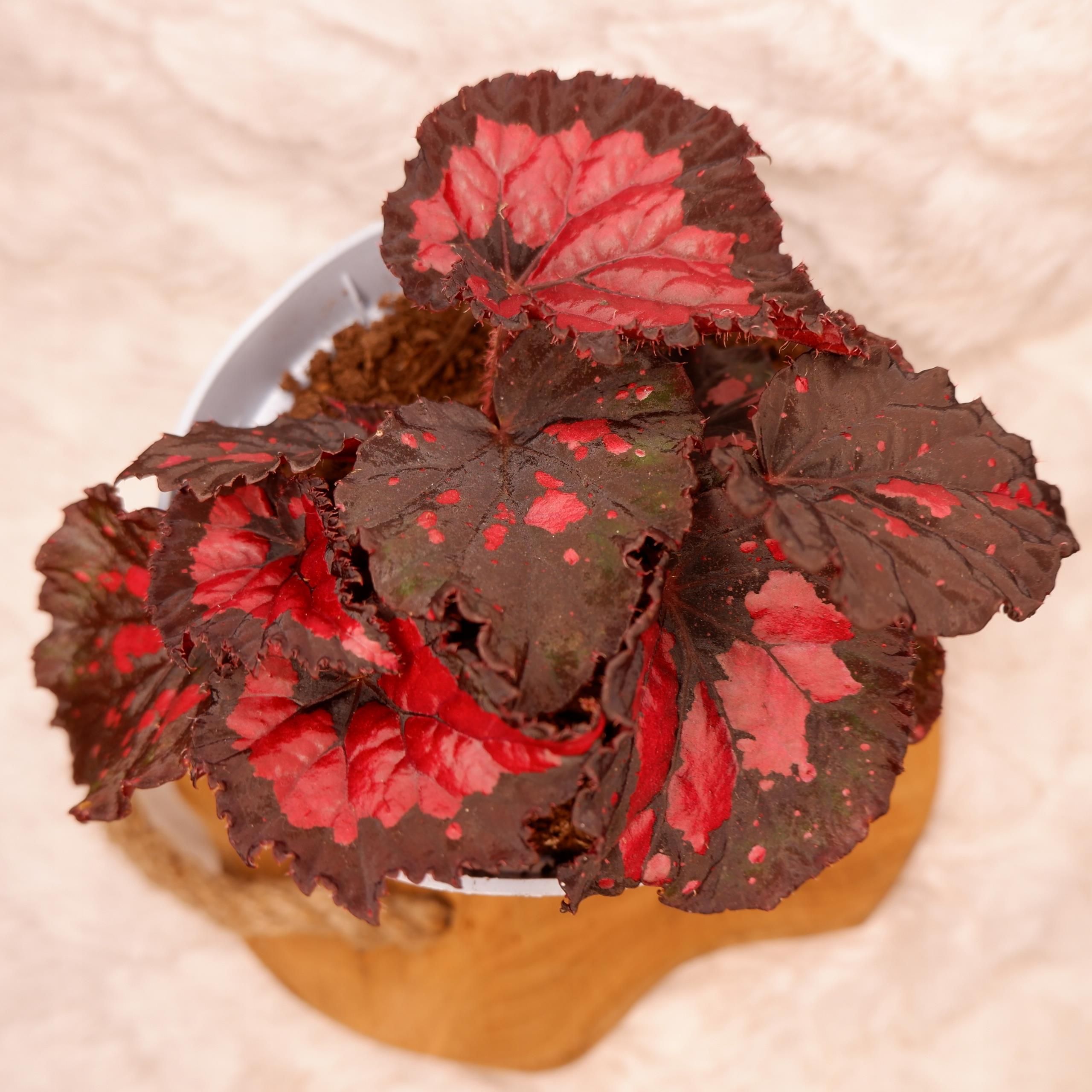 Begonia Królewska Beleaf Inca Night D.12cm - Ceny i opinie - Ceneo.pl