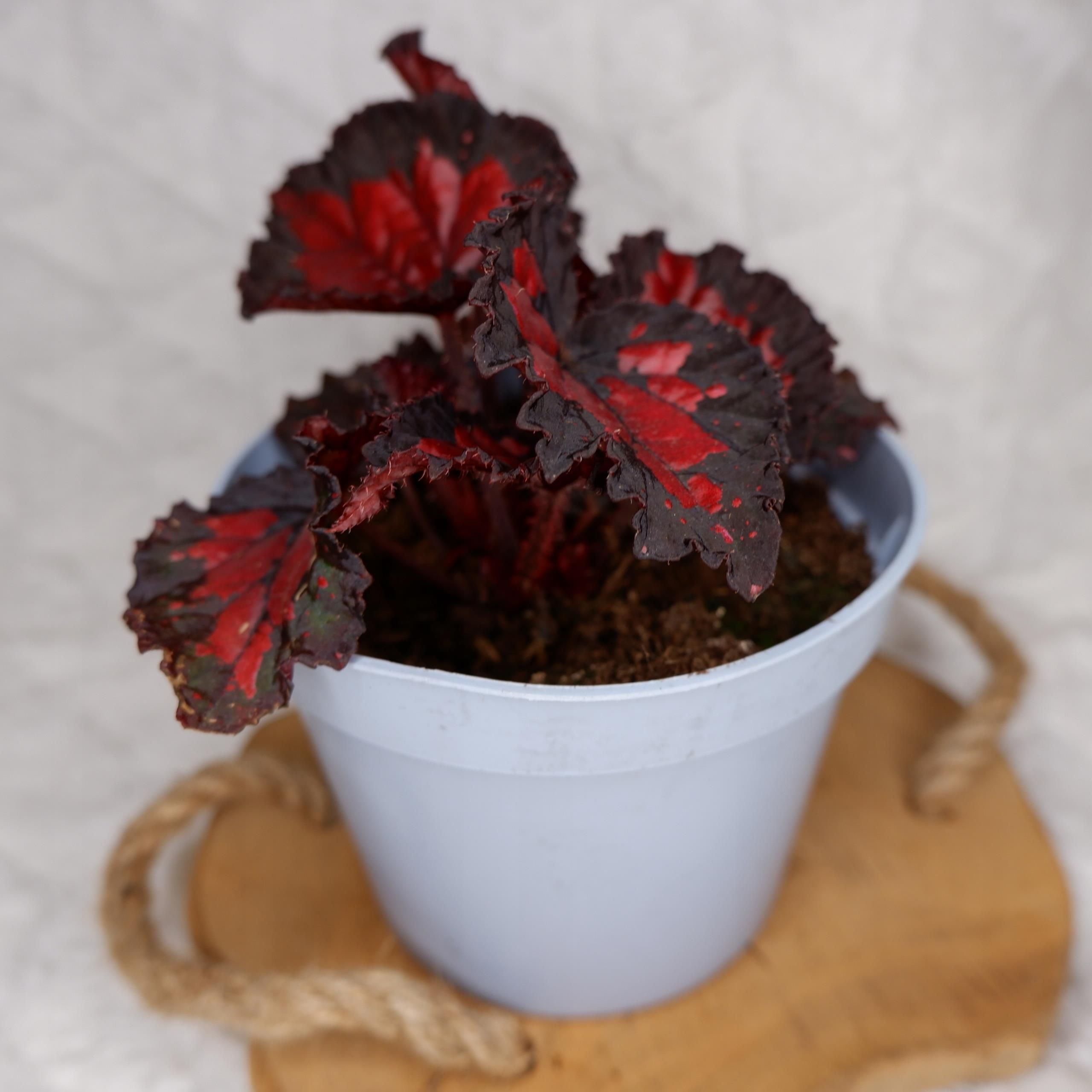 Begonia Królewska Beleaf Inca Night D.12cm - Ceny i opinie - Ceneo.pl