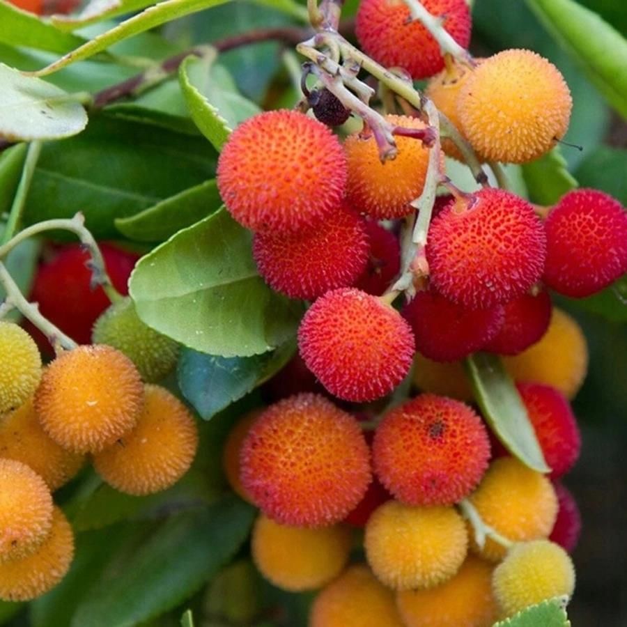 Drzewko Truskawkowe Arbutus Unedo Pyszne Owoce - Ceny i opinie - Ceneo.pl