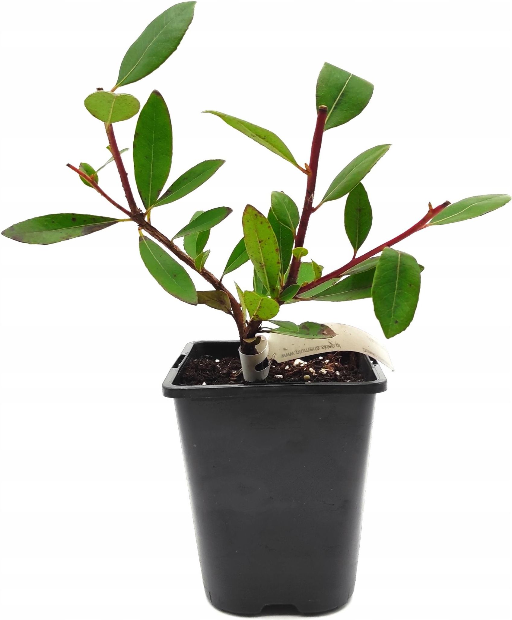 Drzewko Truskawkowe Arbutus Unedo Pyszne Owoce - Ceny i opinie - Ceneo.pl