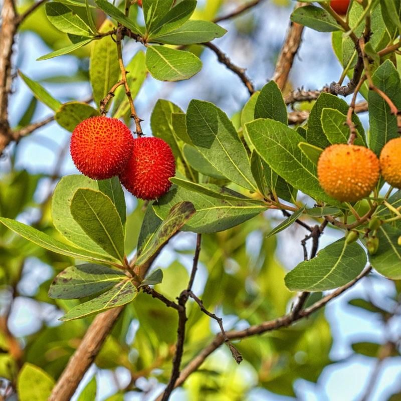 Drzewko Truskawkowe Arbutus Unedo Pyszne Owoce - Ceny i opinie - Ceneo.pl