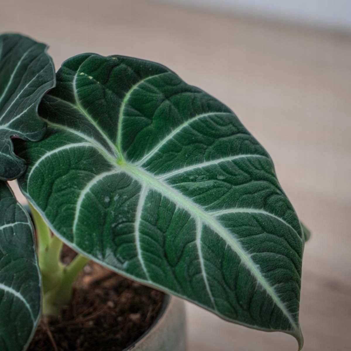 Alokazja Black Velvet Alocasia Czarna Mroczna Cud - Ceny i opinie ...