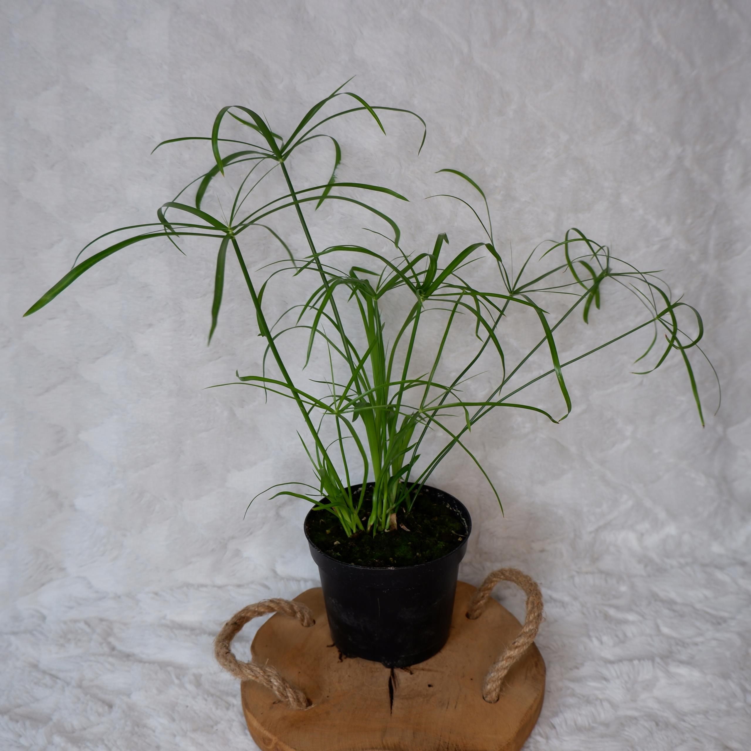 Papirus Cibora Cyperus Alternifolius Gęsty D. 12cm - Ceny i opinie ...