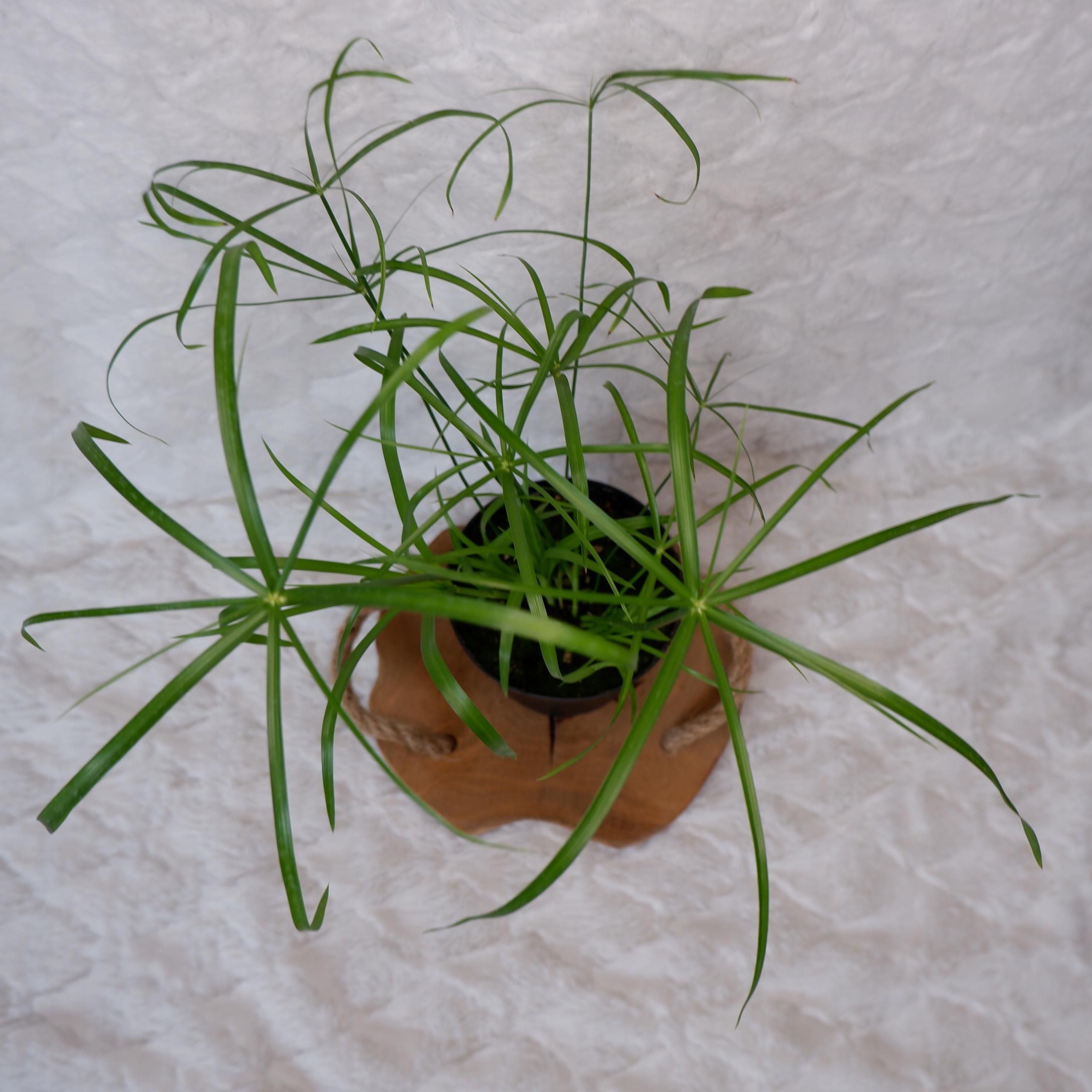 Papirus Cibora Cyperus Alternifolius Gęsty D. 12cm - Ceny i opinie ...