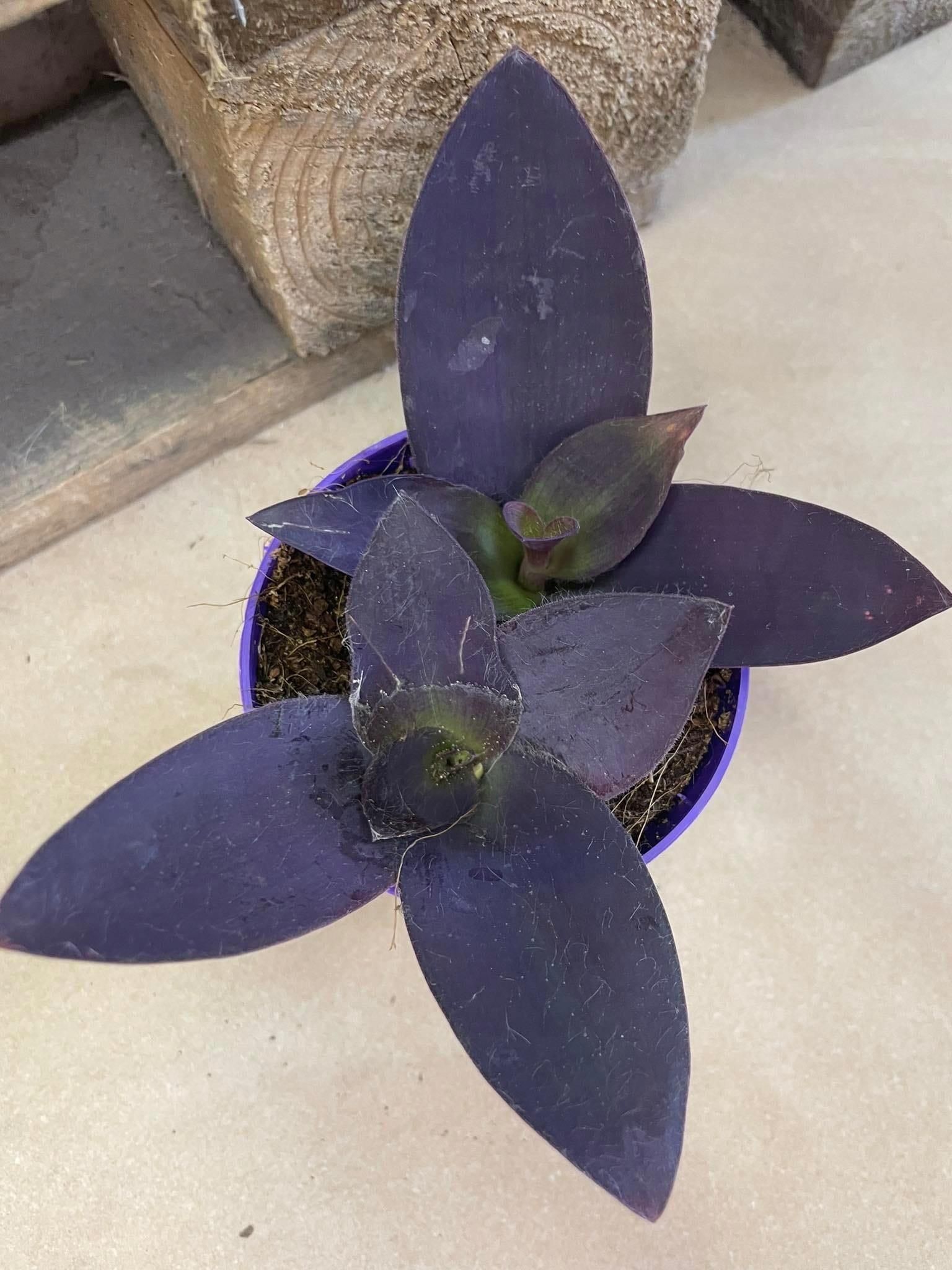 Trzykrotka Tradescantia Pallida Purple Heart - Ceny i opinie - Ceneo.pl