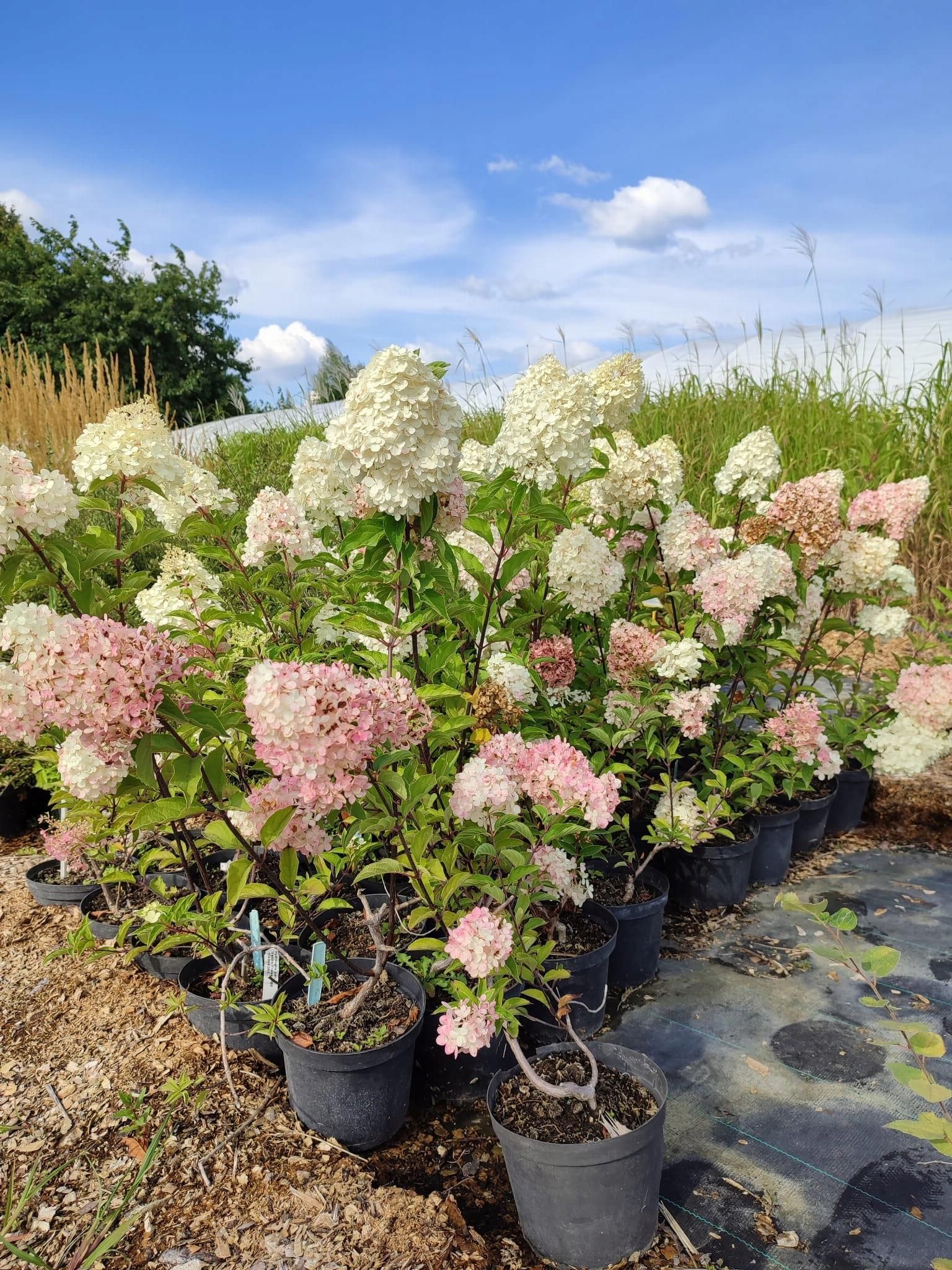 Hortensja Hydrangea Paniculata Vanille Fraise C3 - Ceny i opinie - Ceneo.pl