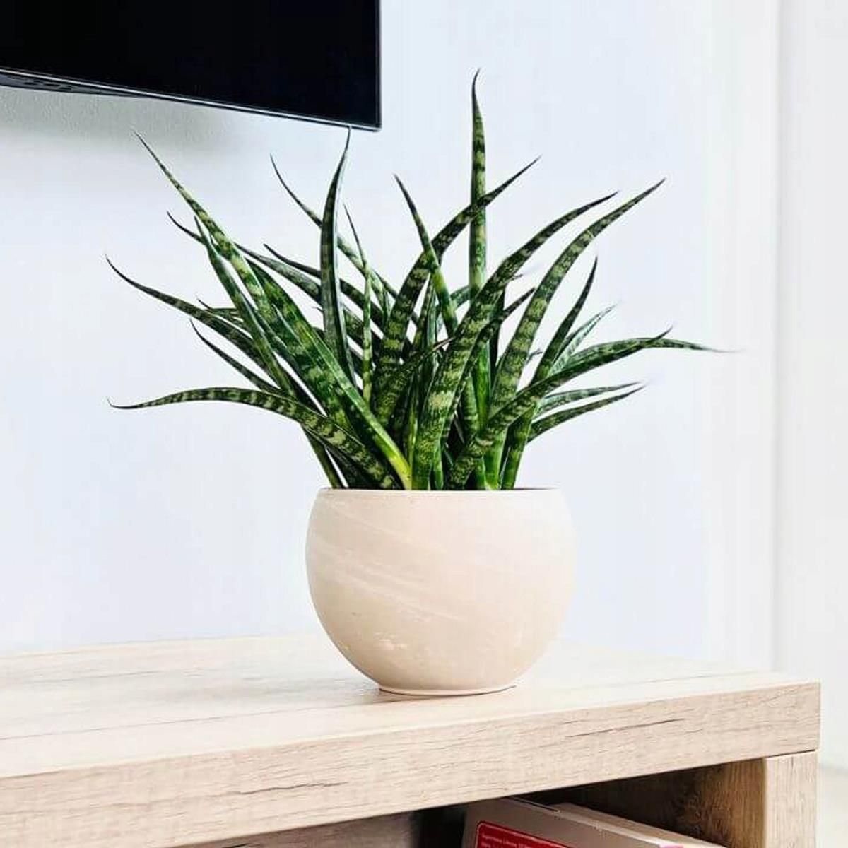 Sansewieria Fernwood Sansevieria Wężownica - Ceny i opinie - Ceneo.pl
