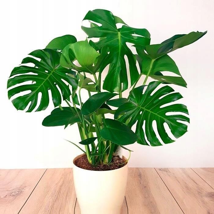 Monstera Dziurawa Deliciosa Efektowna Duża Roz L - Ceny i opinie - Ceneo.pl