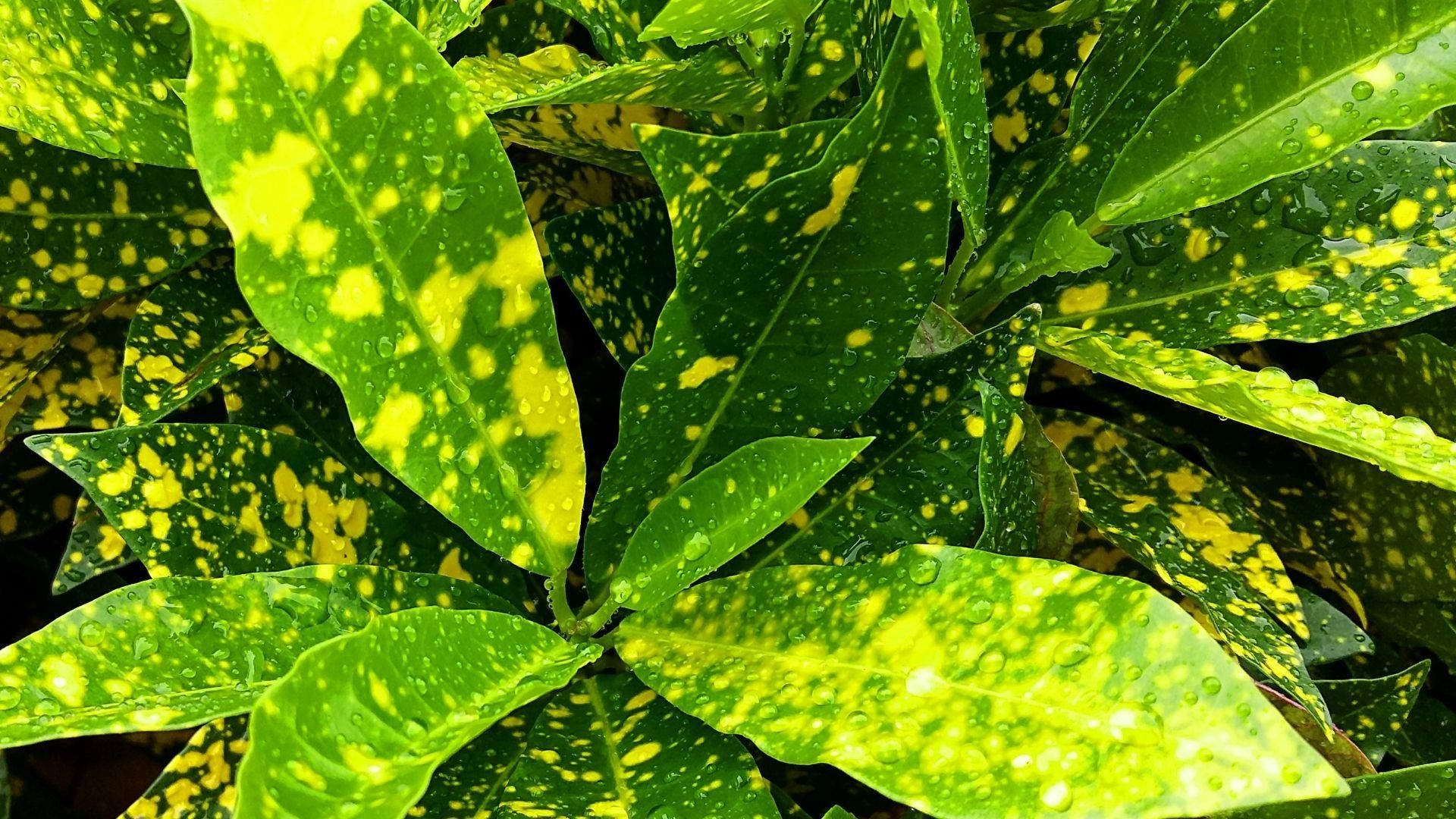 Codiaeum Variegatum Kroton Aucubaefolia Piękny - Ceny i opinie - Ceneo.pl