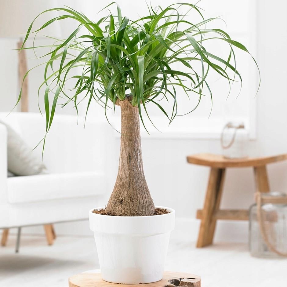 Nolina Wygięta Noga Słonia Beaucarnea Recurvata Xl - Ceny i opinie ...