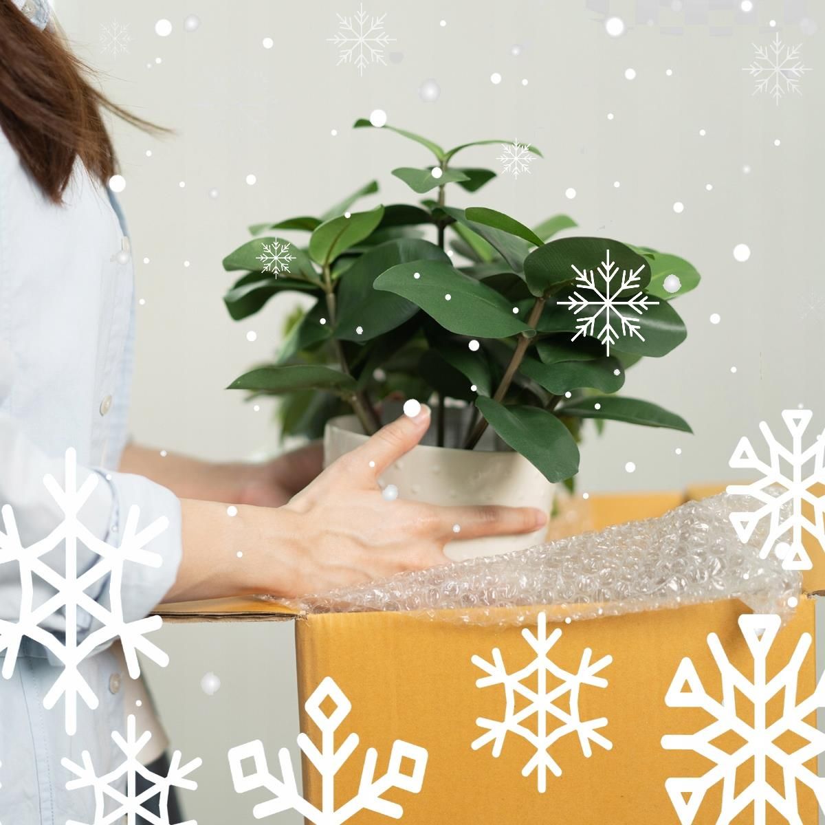 Nolina Stopa Słonia Beaucarnea Noga Słonia Piękna - Ceny i opinie ...