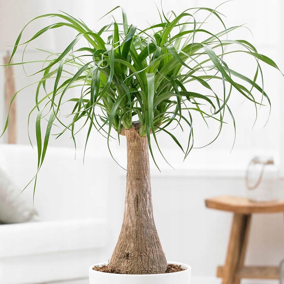 Nolina Stopa Słonia Beaucarnea Noga Słonia Piękna - Ceny i opinie ...