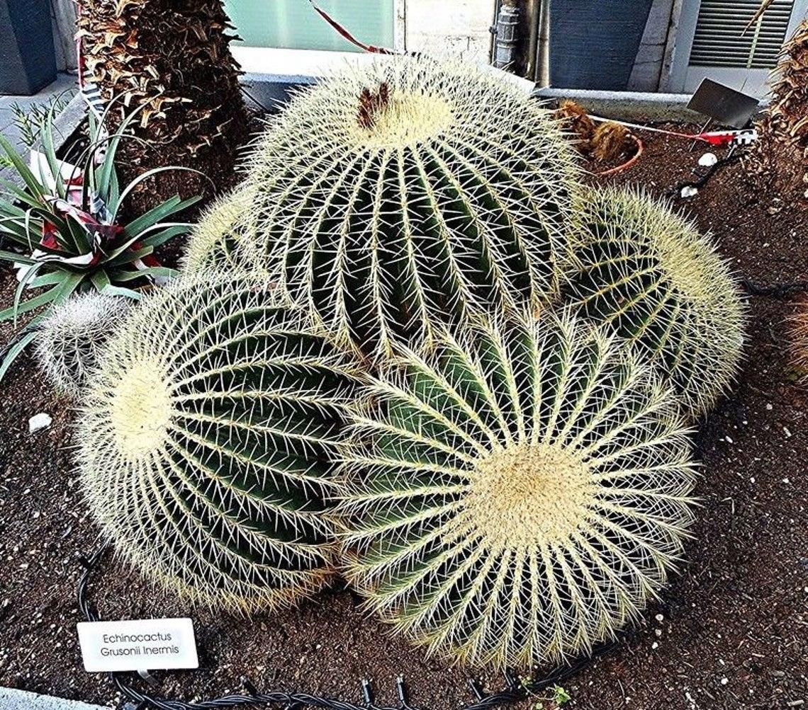 Kaktus Echinocactus Grusonii Fotel Teściowej Roz M - Ceny i opinie ...