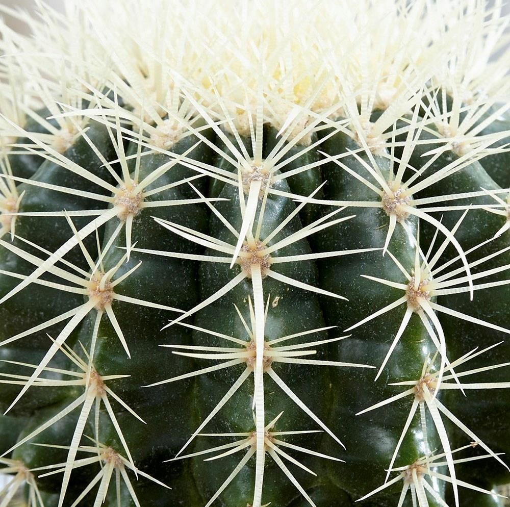 Kaktus Echinocactus Grusonii Fotel Teściowej Roz M - Ceny i opinie ...