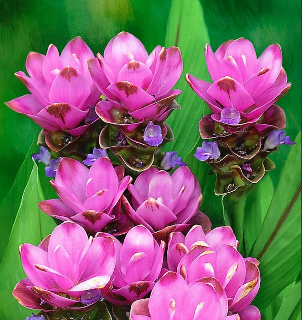 Curcuma Pink Wonder Kurkuma Ozdobna 3szt. - Ceny i opinie - Ceneo.pl