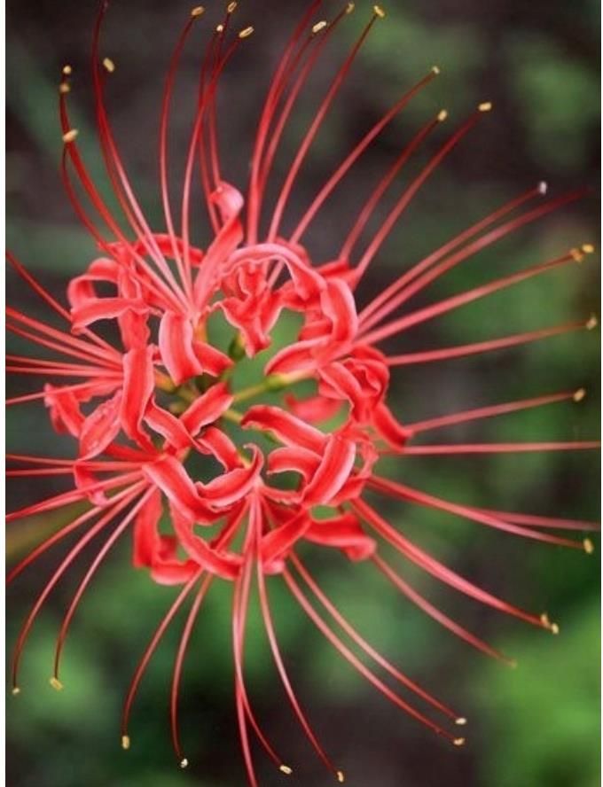 Lilia Pajęcza Lycoris Amarylis Symbol Korei 3 Ceb. - Ceny i opinie ...