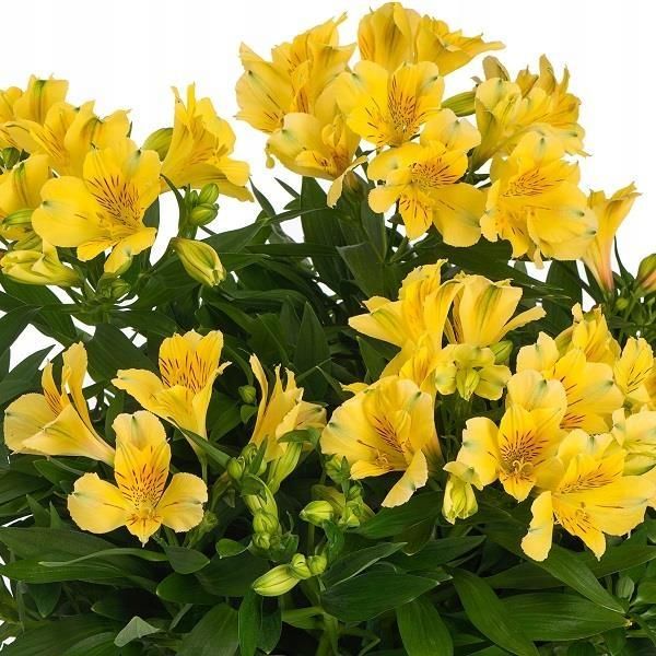 Alstroemeria Layon Żółta 3 Ceb. - Ceny i opinie - Ceneo.pl