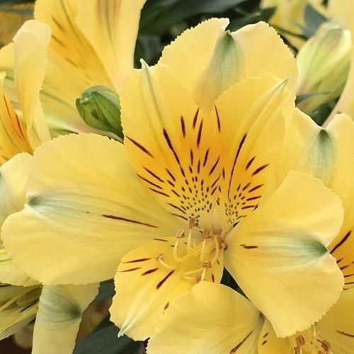 Alstroemeria Layon Żółta 1 Ceb. - Ceny i opinie - Ceneo.pl