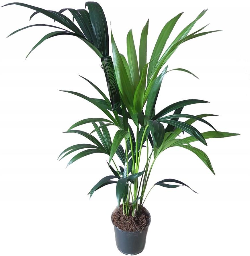 Kentia Howea Kencja Palma D Salon Biuro Sypialnia - Ceny i opinie ...