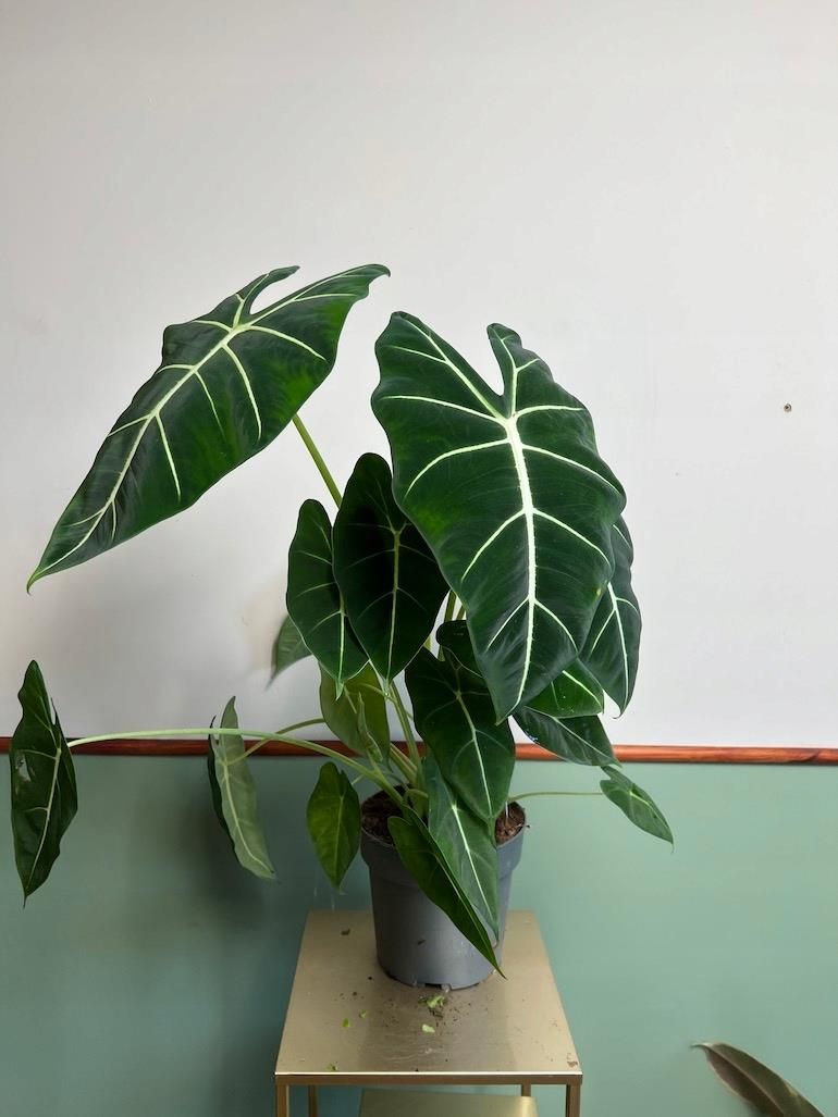 Alokazja Frydek Intensywny Kolor I Piękne Nerwy - Ceny i opinie - Ceneo.pl