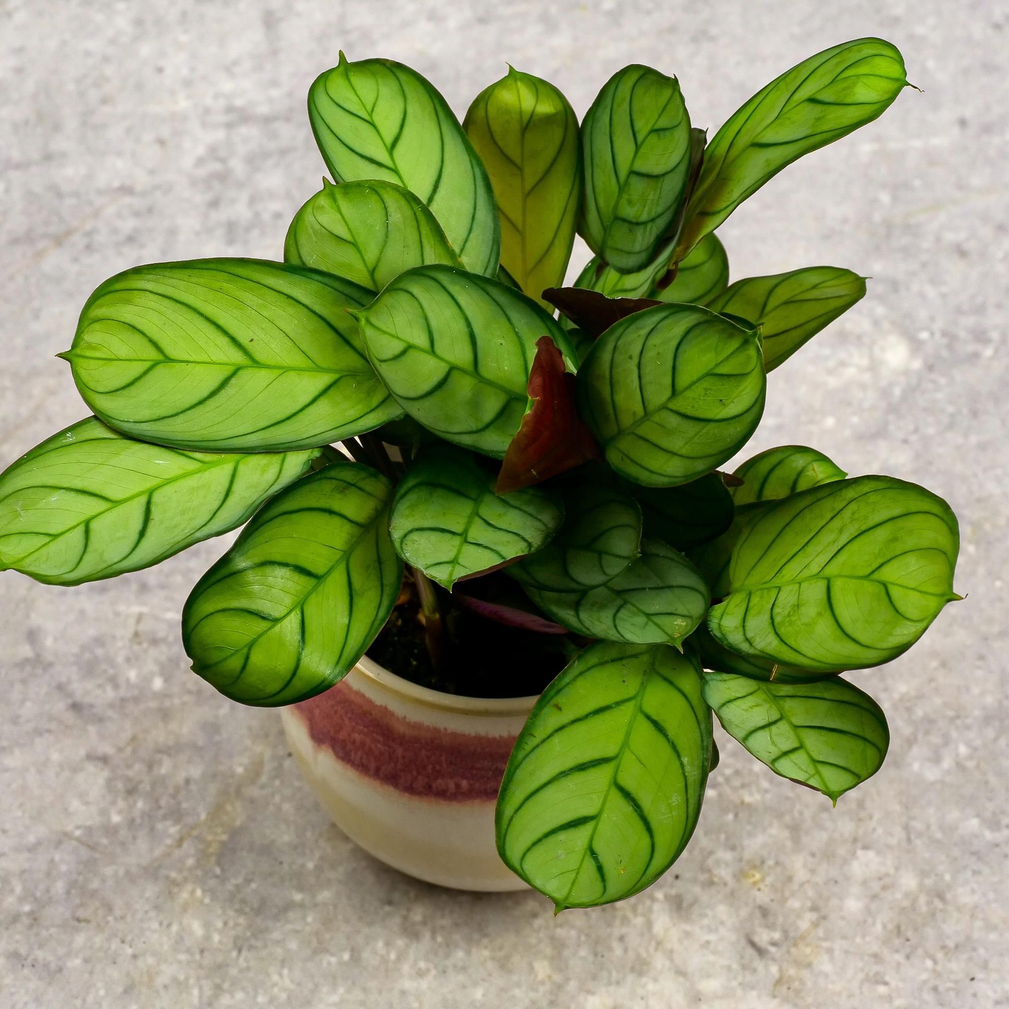 Maranta Leuconeura Mint Maranta Miętowa - Ceny i opinie - Ceneo.pl