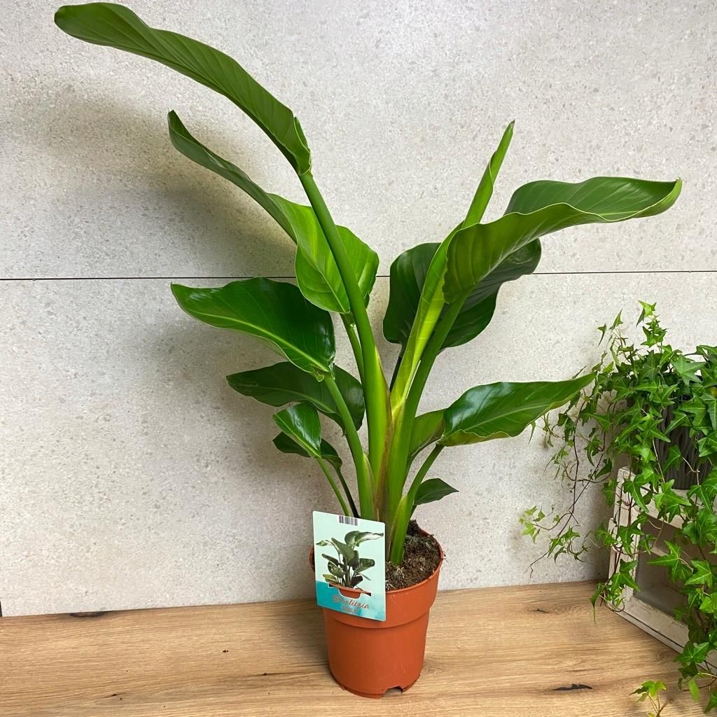 Strelitzia Nicolai Strelicja Biała Rajski Ptak Xl - Ceny i opinie ...