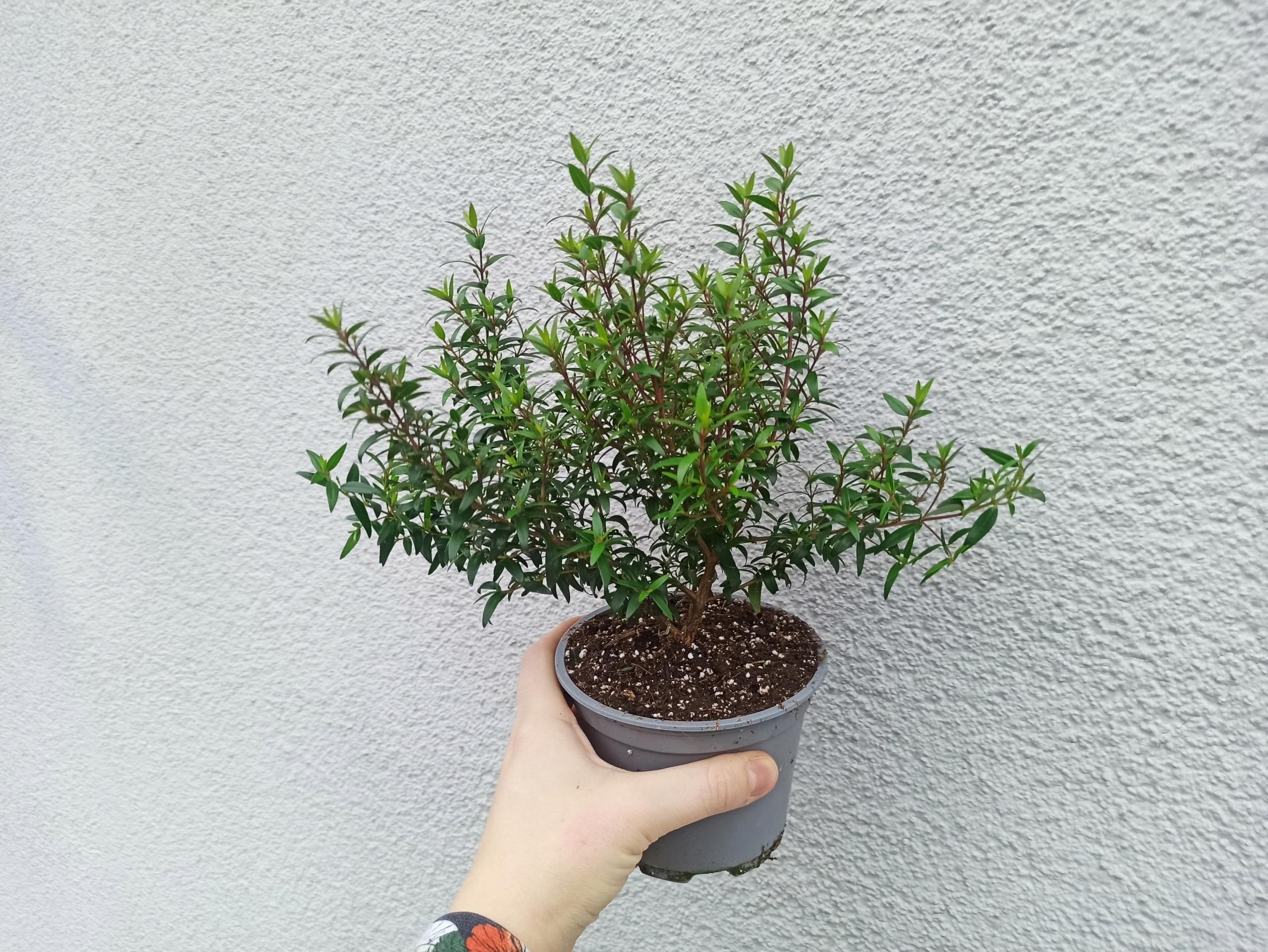 Mirt Myrtus Merta Rozkrzewione Drzewko D.12cm - Ceny i opinie - Ceneo.pl