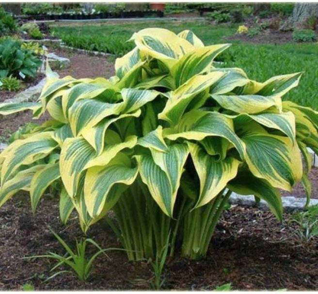 Hosta Funkia Mix Odmian D. Liście 3szt. - Ceny i opinie - Ceneo.pl