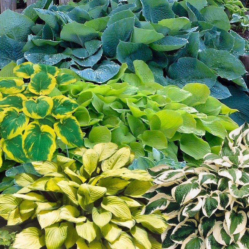 Hosta Funkia Mix Odmian D. Liście 3szt. - Ceny i opinie - Ceneo.pl