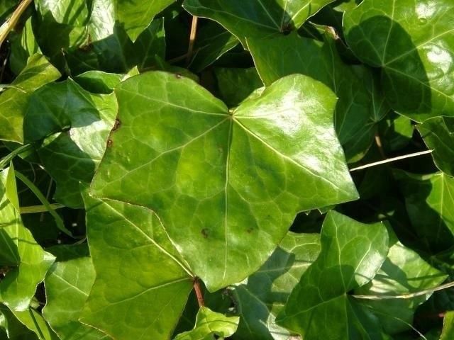 Bluszcz Pospolity Irlandzki Pnącze Samoczepne - Ceny i opinie - Ceneo.pl