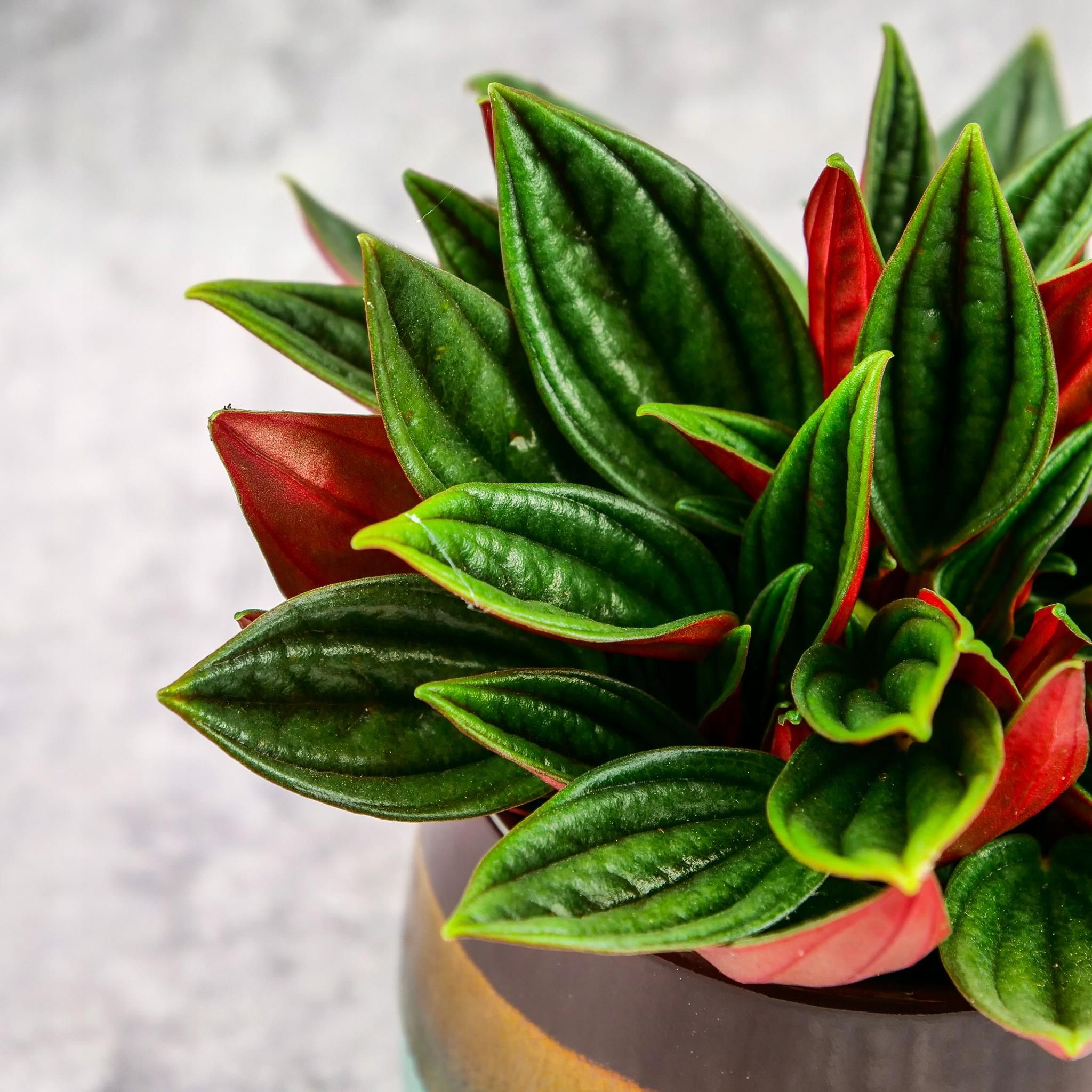 Peperomia Kędzierzawa Caperata Rosso Las W Słoiku - Ceny i opinie ...