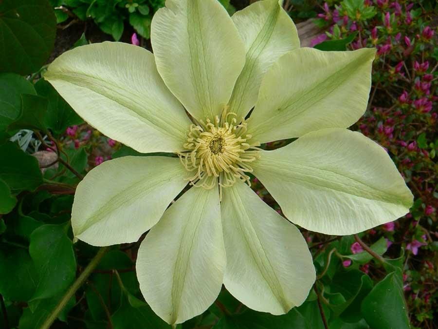 Powojnik Clematis Moonlight Yellow Queen C2 - Ceny i opinie - Ceneo.pl