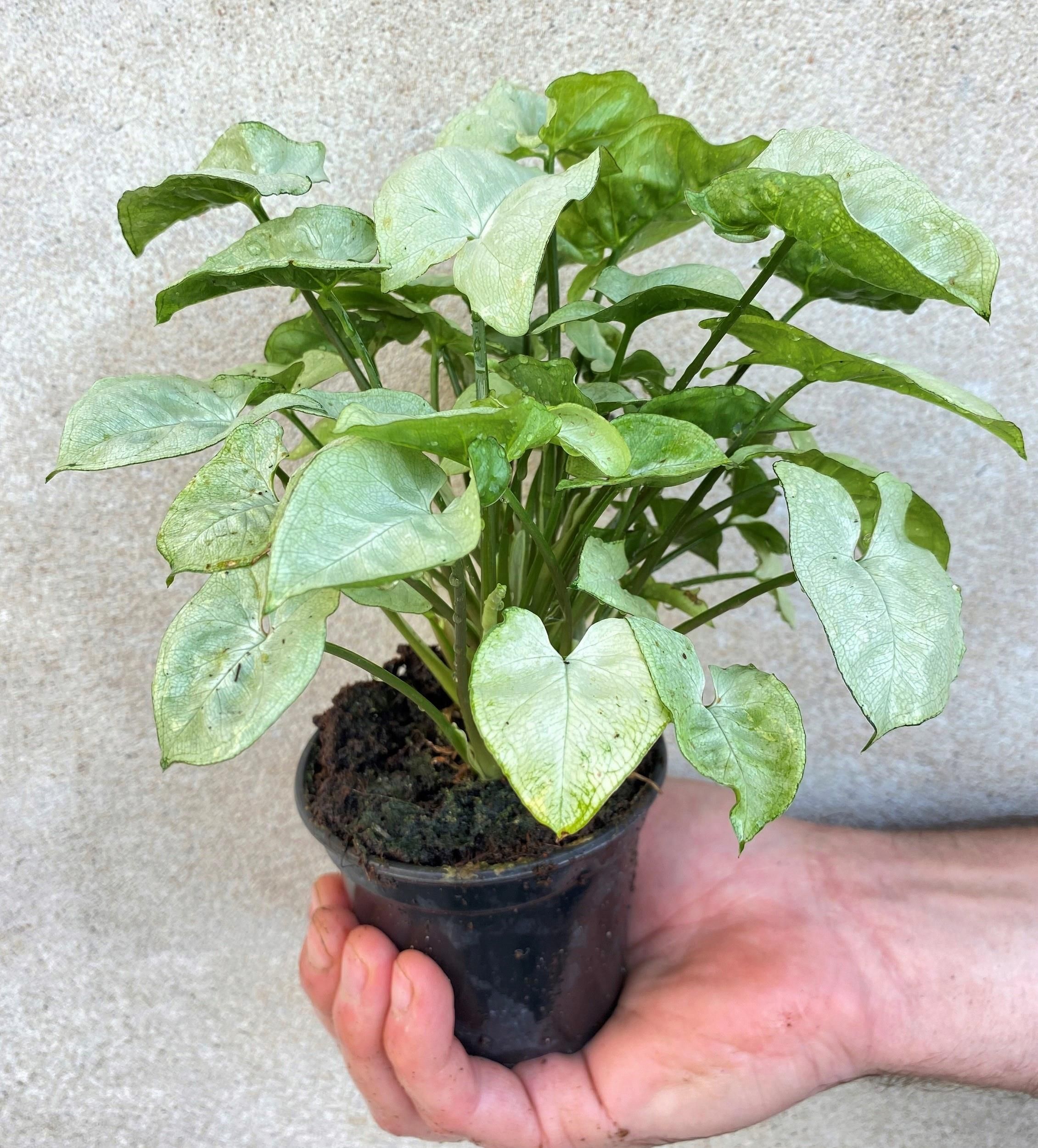 Syngonium Silver Pearl Zroślicha Don.9cm - Ceny i opinie - Ceneo.pl