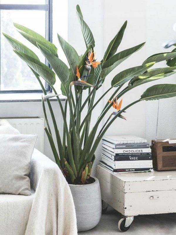 Strelitzia Reginae Rajski Ptak Strelicja Królewska - Ceny i opinie ...