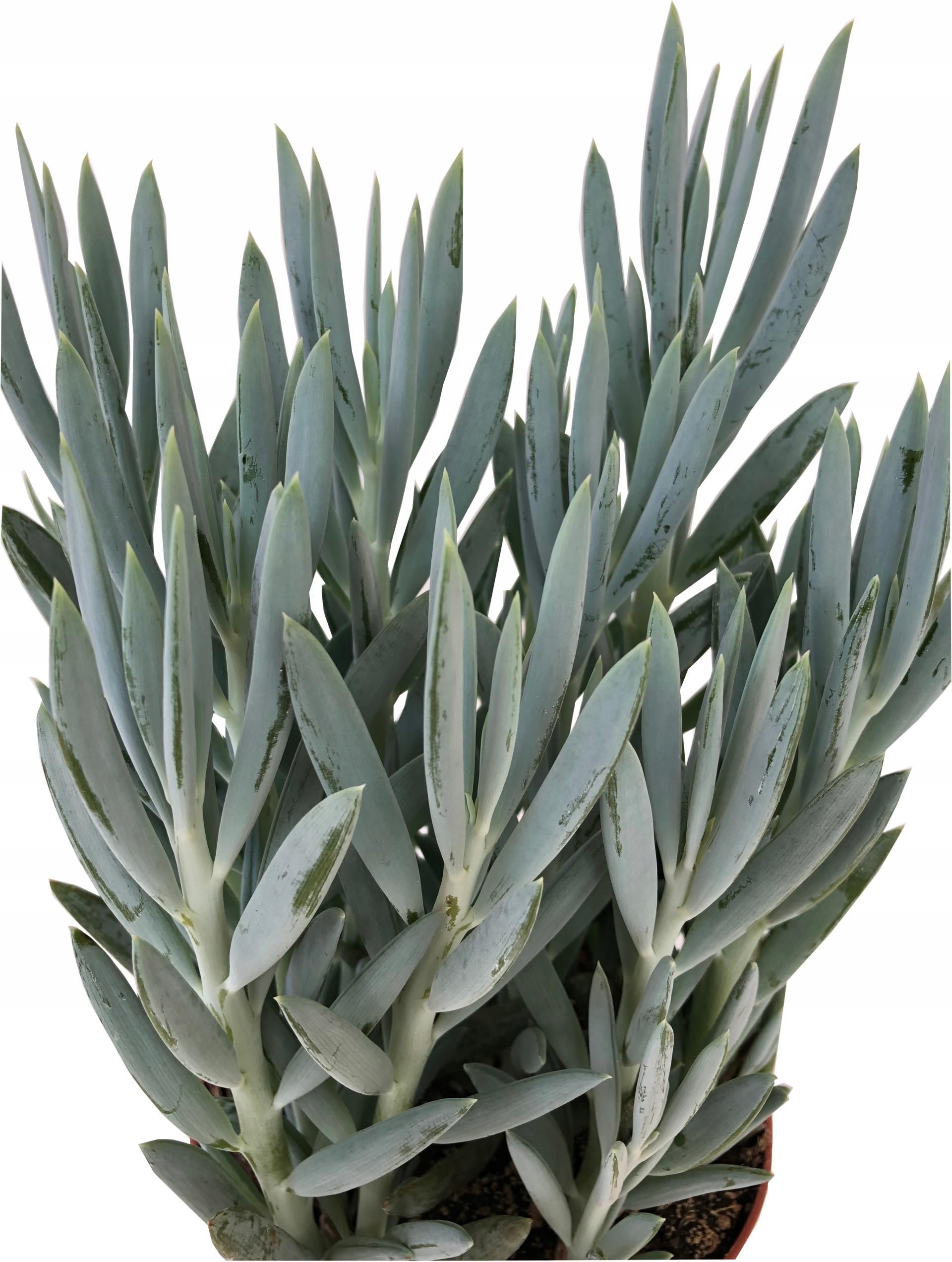 Senecio Aquarine Starzec Senecio Mount Everest - Ceny i opinie - Ceneo.pl