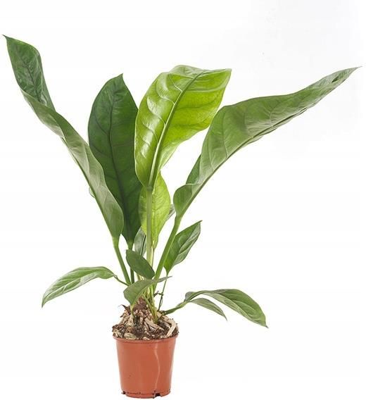 Anturium Anthurium Ellipticum Jungle Bush 100cm - Ceny i opinie - Ceneo.pl
