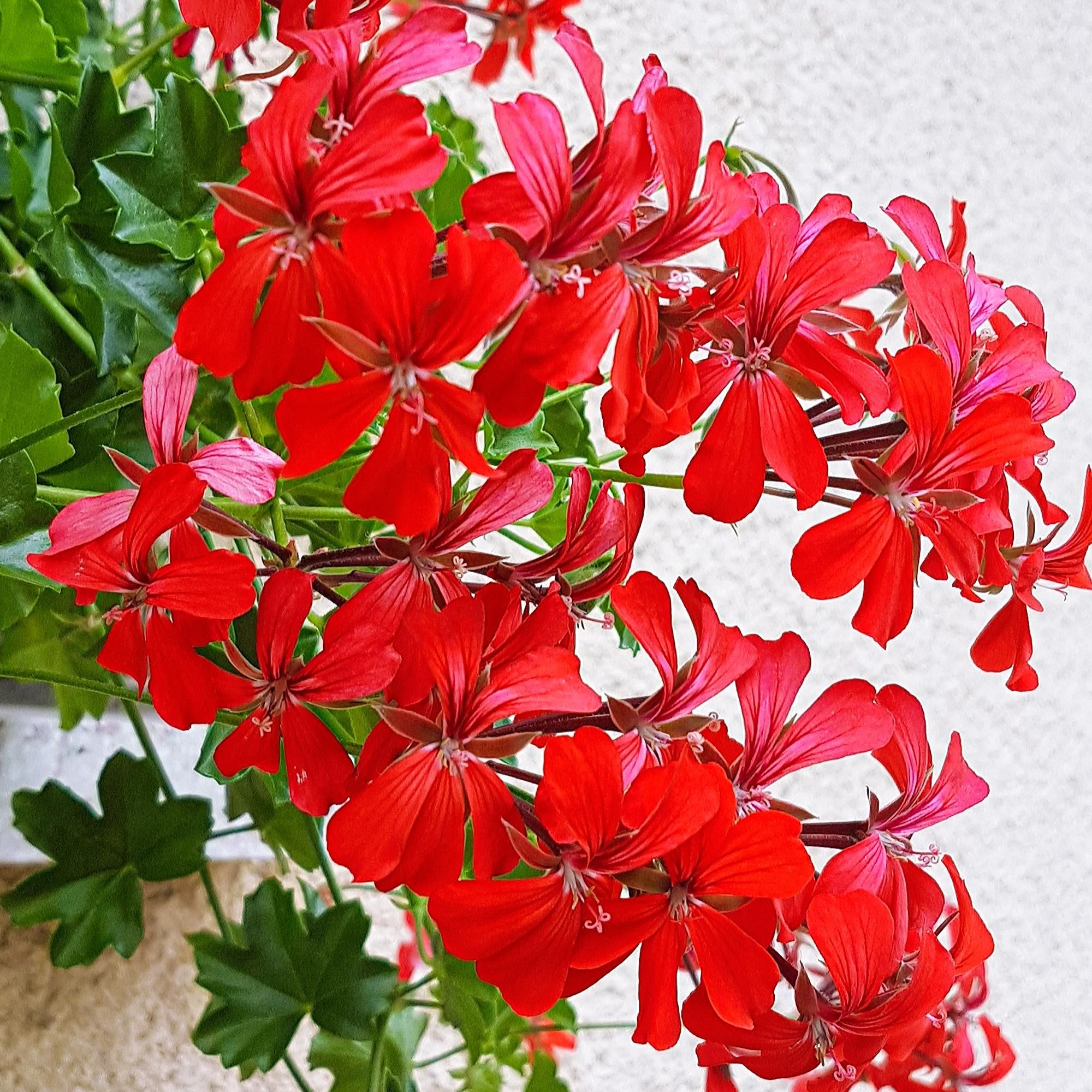 Wisząca Pelargonia Czerwona Balkon Taras 12szt. - Ceny i opinie - Ceneo.pl