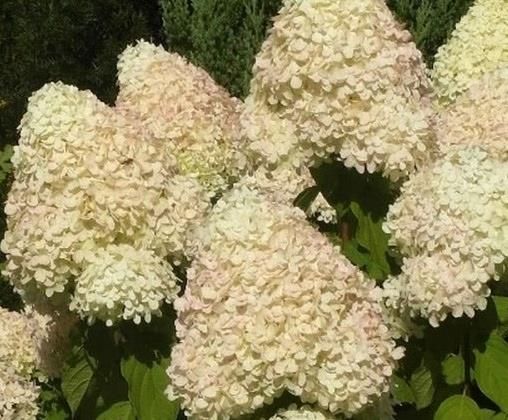 Hortensja Phantom Hydrangea - Ceny i opinie - Ceneo.pl