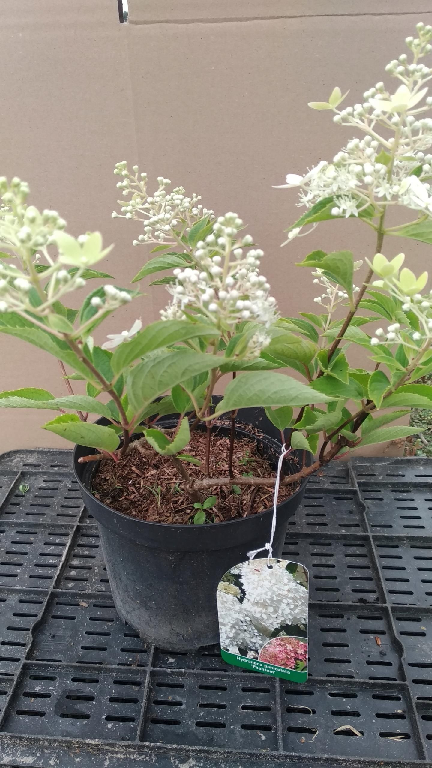 Hortensja Phantom Hydrangea - Ceny i opinie - Ceneo.pl