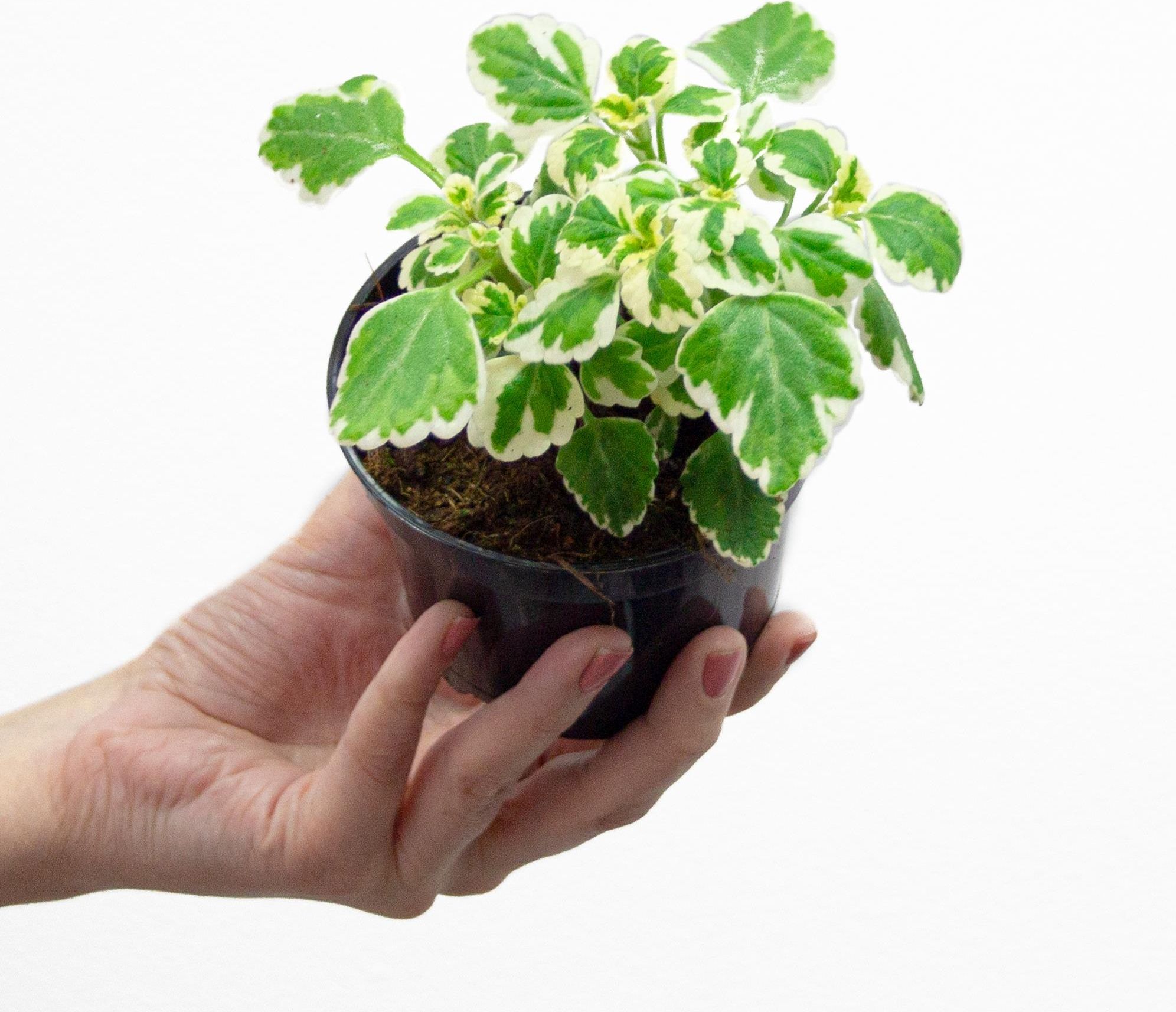 Plektrantus X6 Komarzyca Na Komary Odstrasza - Ceny i opinie - Ceneo.pl