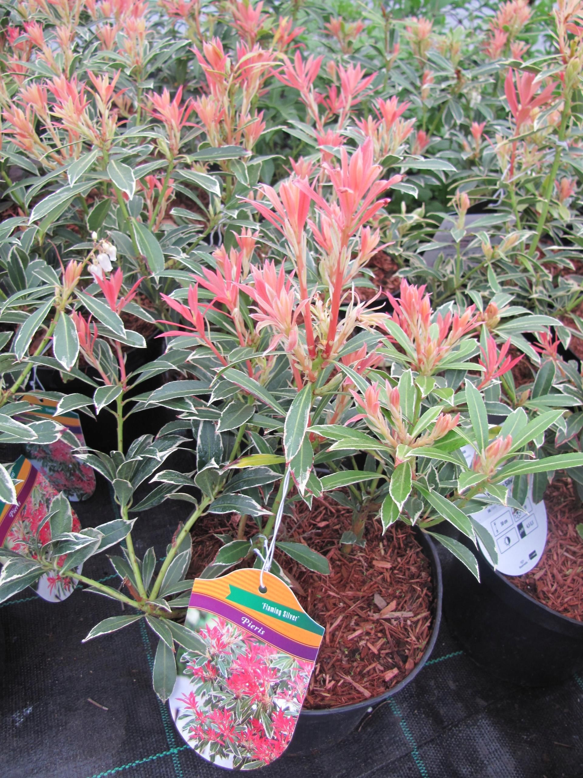 Pieris Japonica Flaming Silver Pieris Japoński - Ceny i opinie - Ceneo.pl