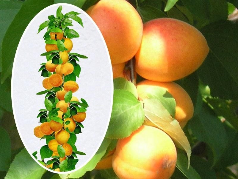 Morela Kolumnowa Somo 1-270 - Ceny i opinie - Ceneo.pl