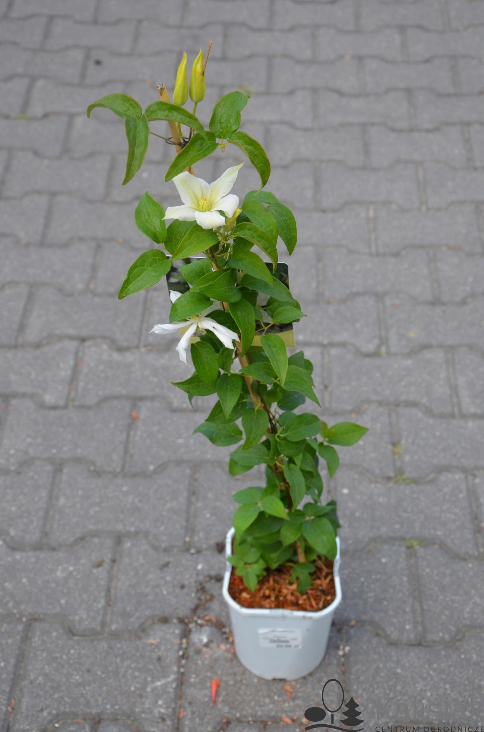 Clematis Roko-Kolla Powojnik 70-90cm 2L - Ceny i opinie - Ceneo.pl
