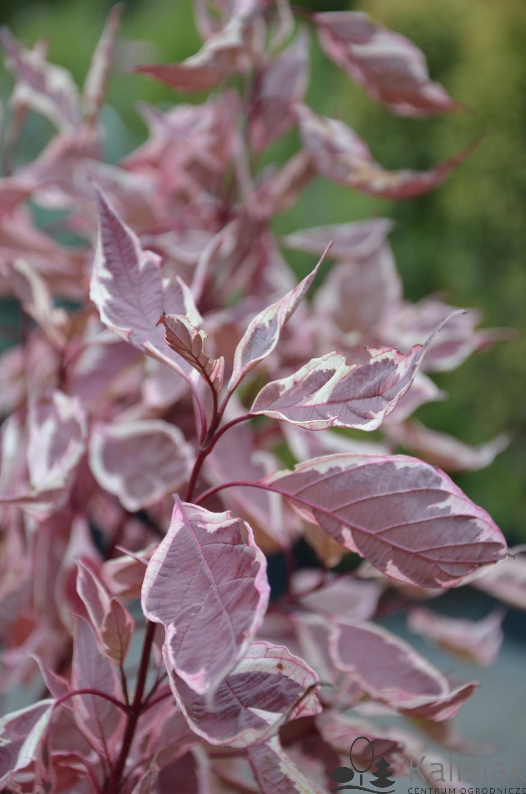 Cornus Alba Ivory Halo Bailhalo Dereń Biały 3L - Ceny i opinie - Ceneo.pl