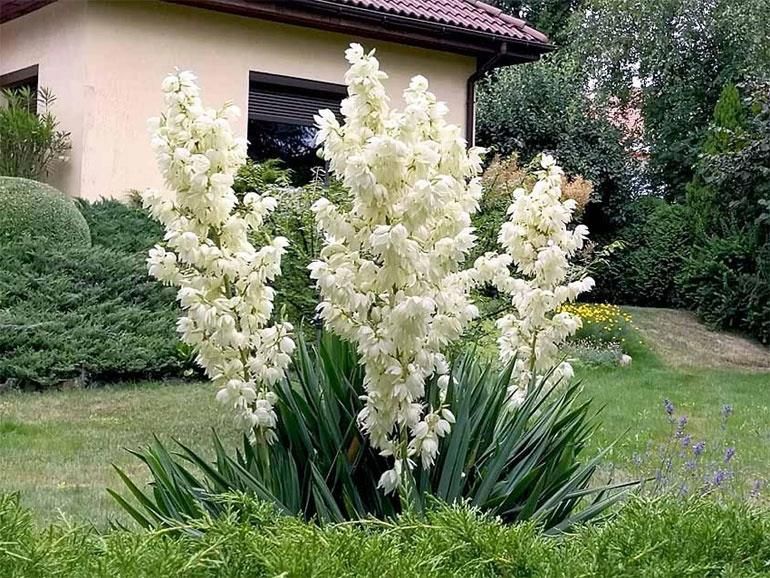 Juka Ogrodowa Karolińska Zimozielona Piękne Kwiaty - Ceny i opinie - Ceneo.pl