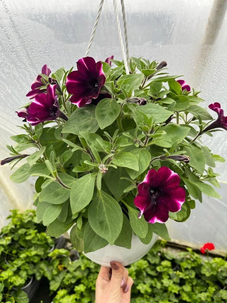 Surfinia Petunia Magenta Star Duża W Ampli - Ceny i opinie - Ceneo.pl