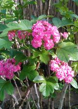 Głóg Pośredni Ozdobny Paul S Scarlet Miododajny - Ceny i opinie - Ceneo.pl